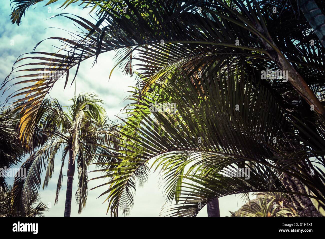 Palm tree fronds growth hi-res stock photography and images - Alamy