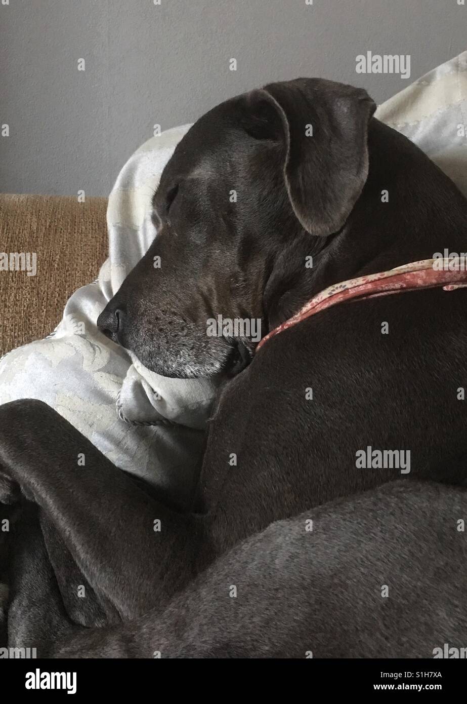 Catching forty winks hi-res stock photography and images - Alamy