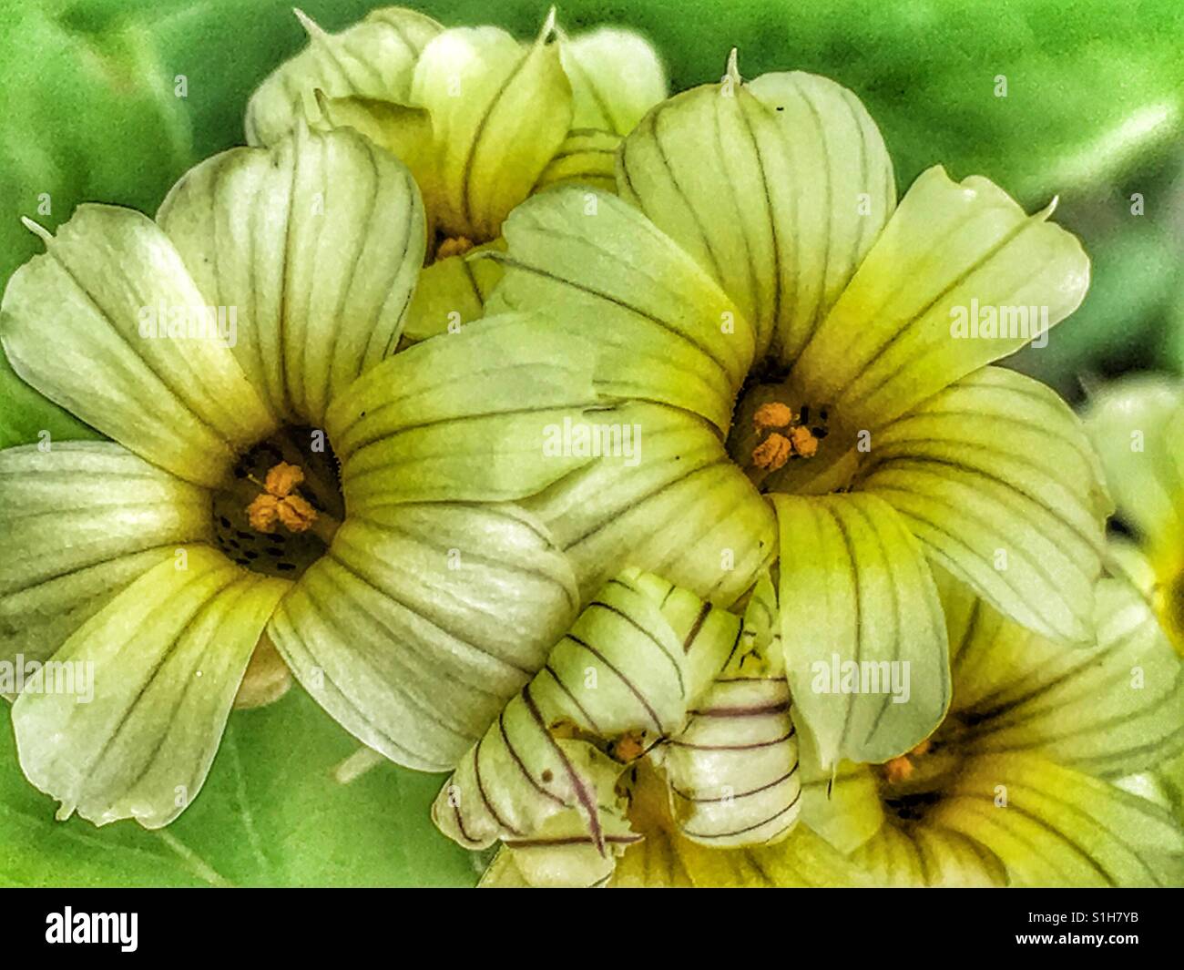 Yellow flowers in an English cottage garden Stock Photo - Alamy