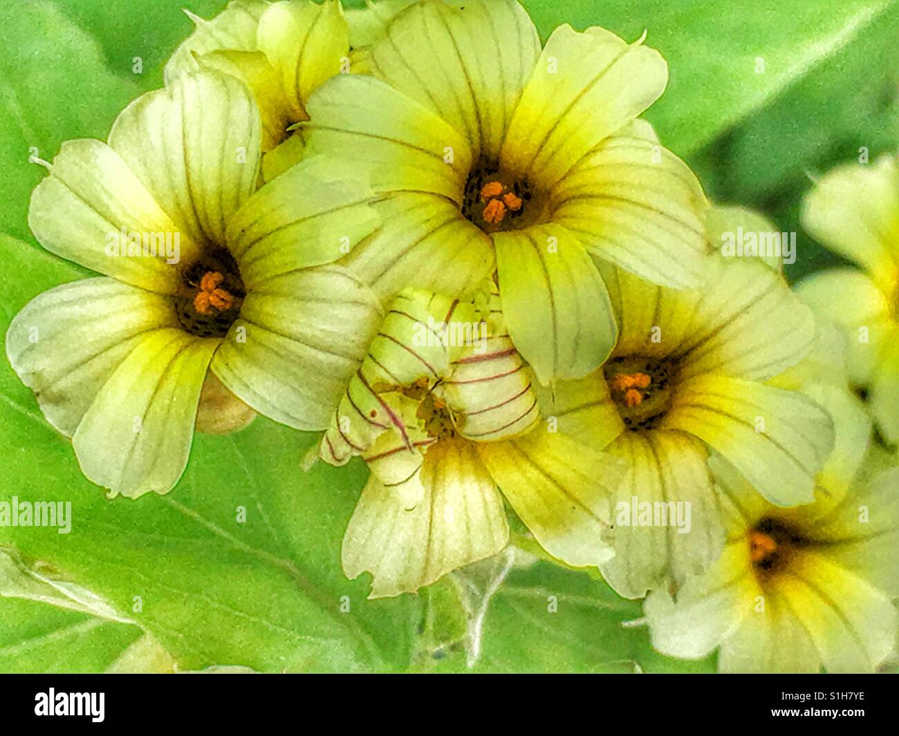 Yellow flowers in an English cottage garden Stock Photo - Alamy