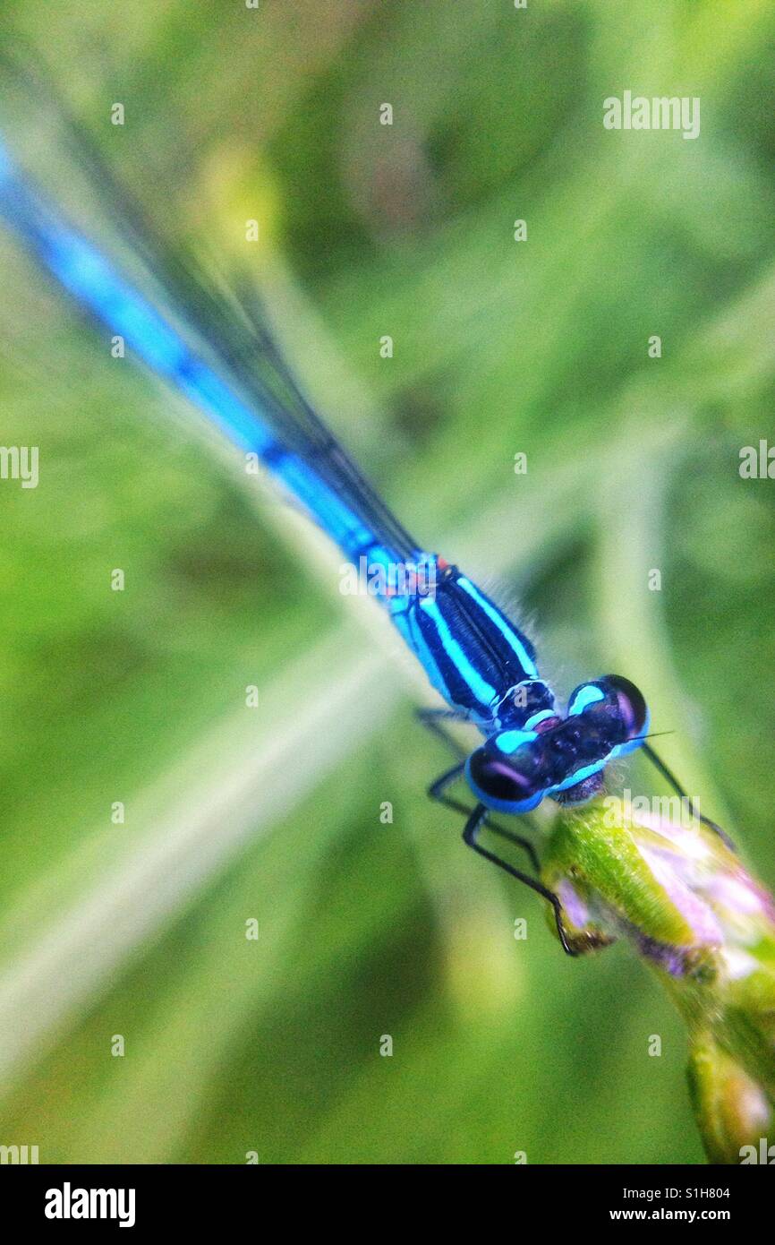 Blue black damselfly hi-res stock photography and images - Alamy