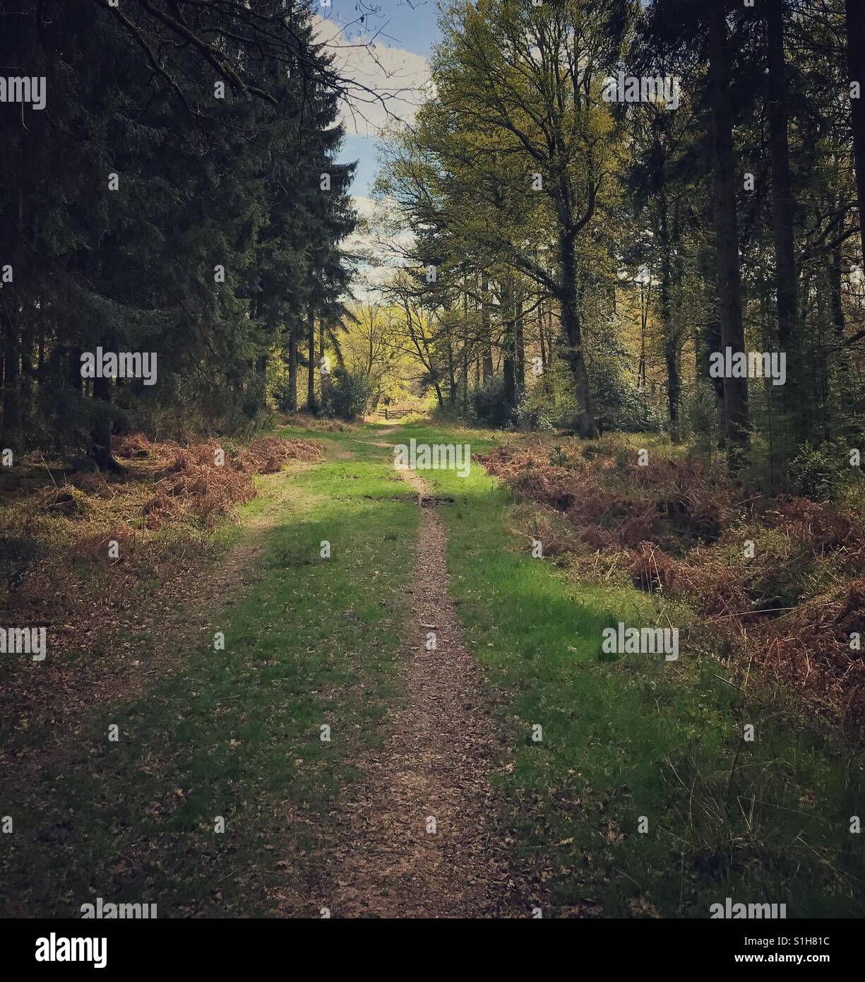 New forest walks hi-res stock photography and images - Alamy