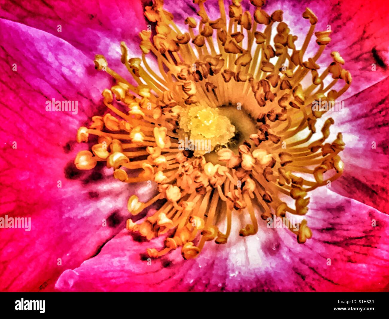 Rose macro hi-res stock photography and images - Alamy