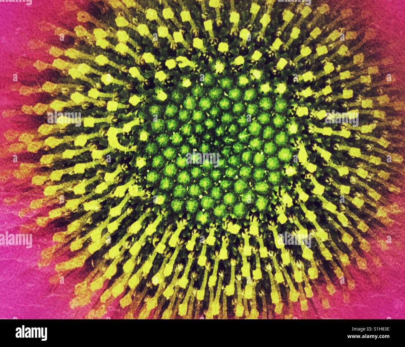 Flower centre, macro Stock Photo - Alamy