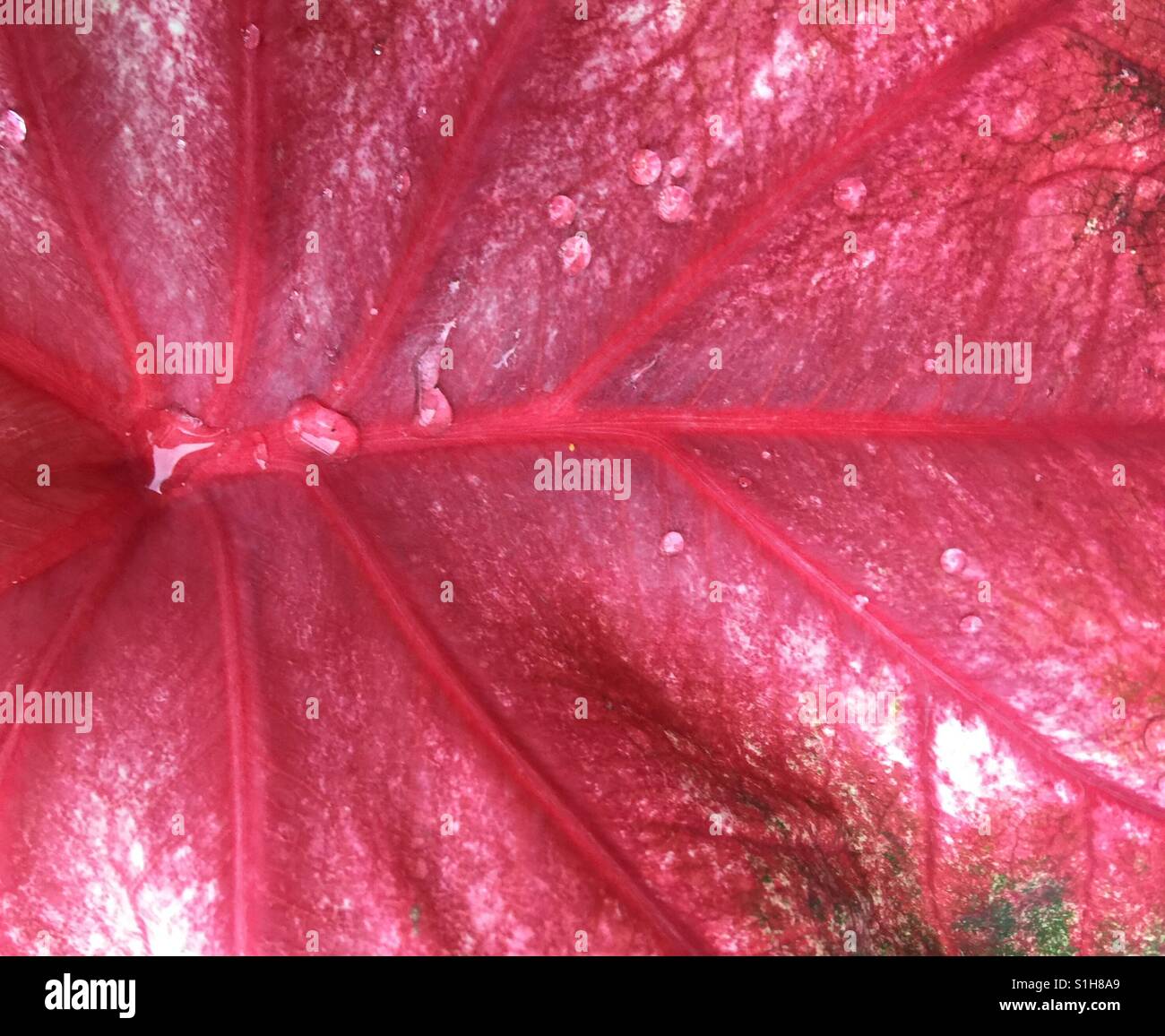 Love leaf hi-res stock photography and images - Alamy