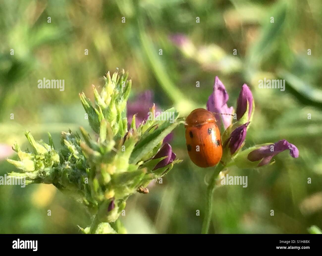 Insect zoom hi-res stock photography and images - Alamy