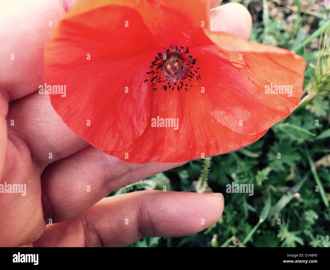 Hand holding poppy hi-res stock photography and images - Alamy