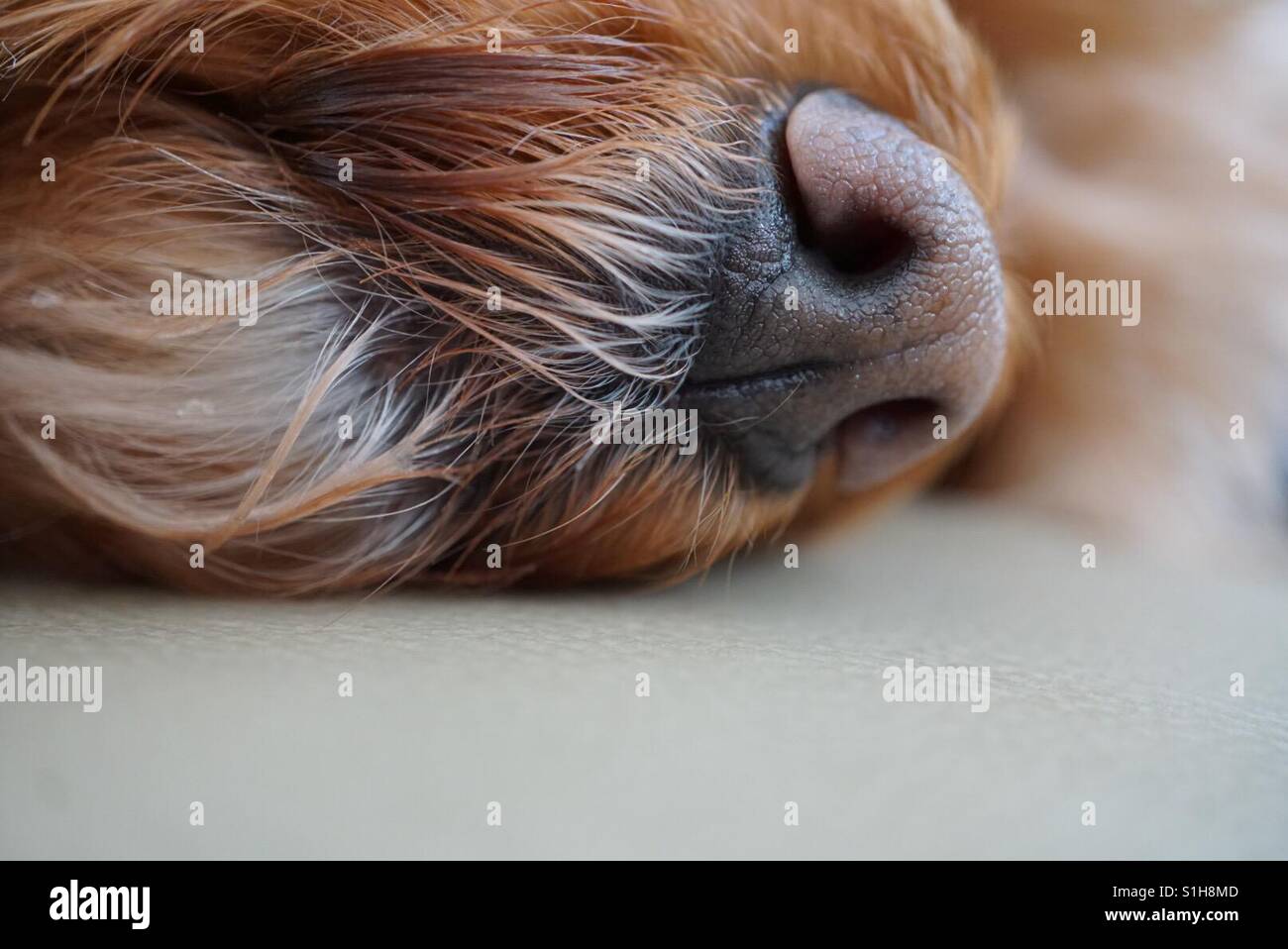 Dog face hi-res stock photography and images - Alamy