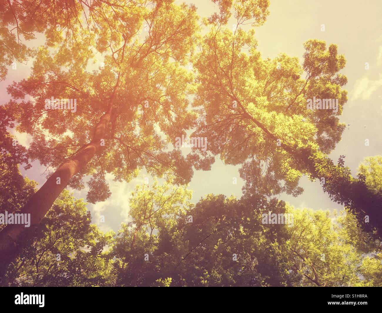 Two trees growing together hi-res stock photography and images - Alamy