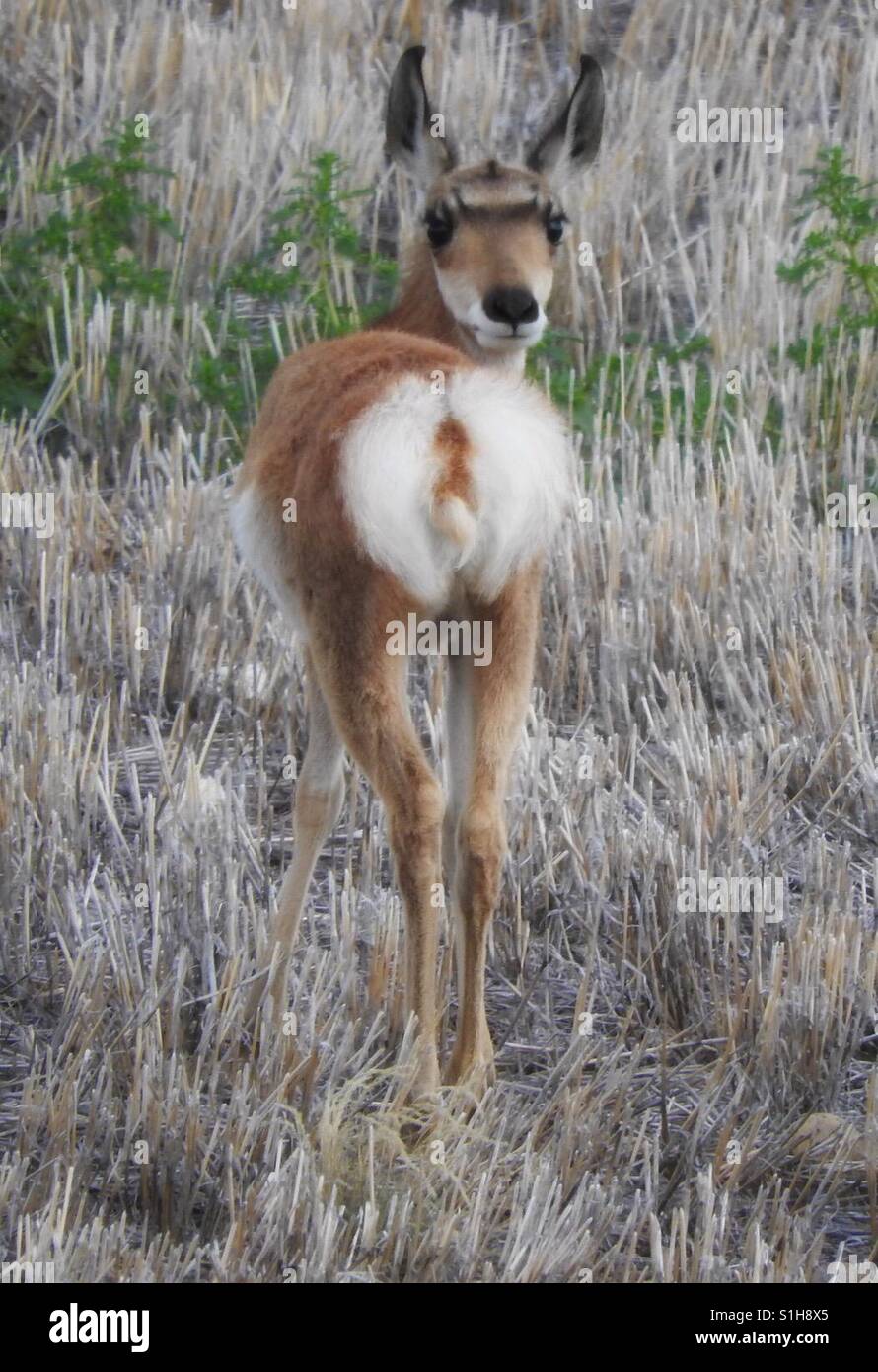 Antelope looking backward Stock Photo - Alamy