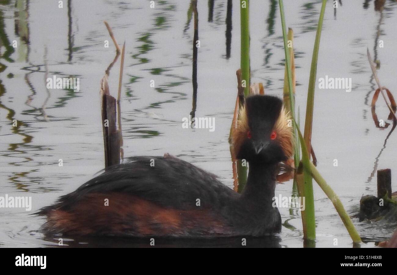 Grebe amid water plants hi-res stock photography and images - Alamy