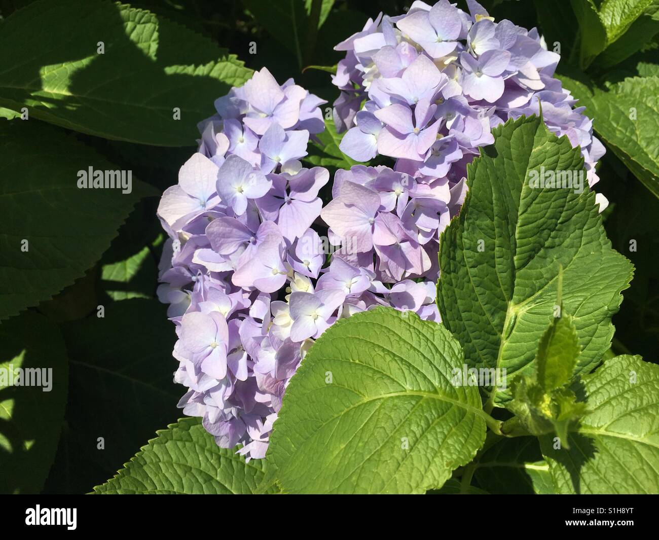 Pale lilac hydrangea Stock Photo - Alamy