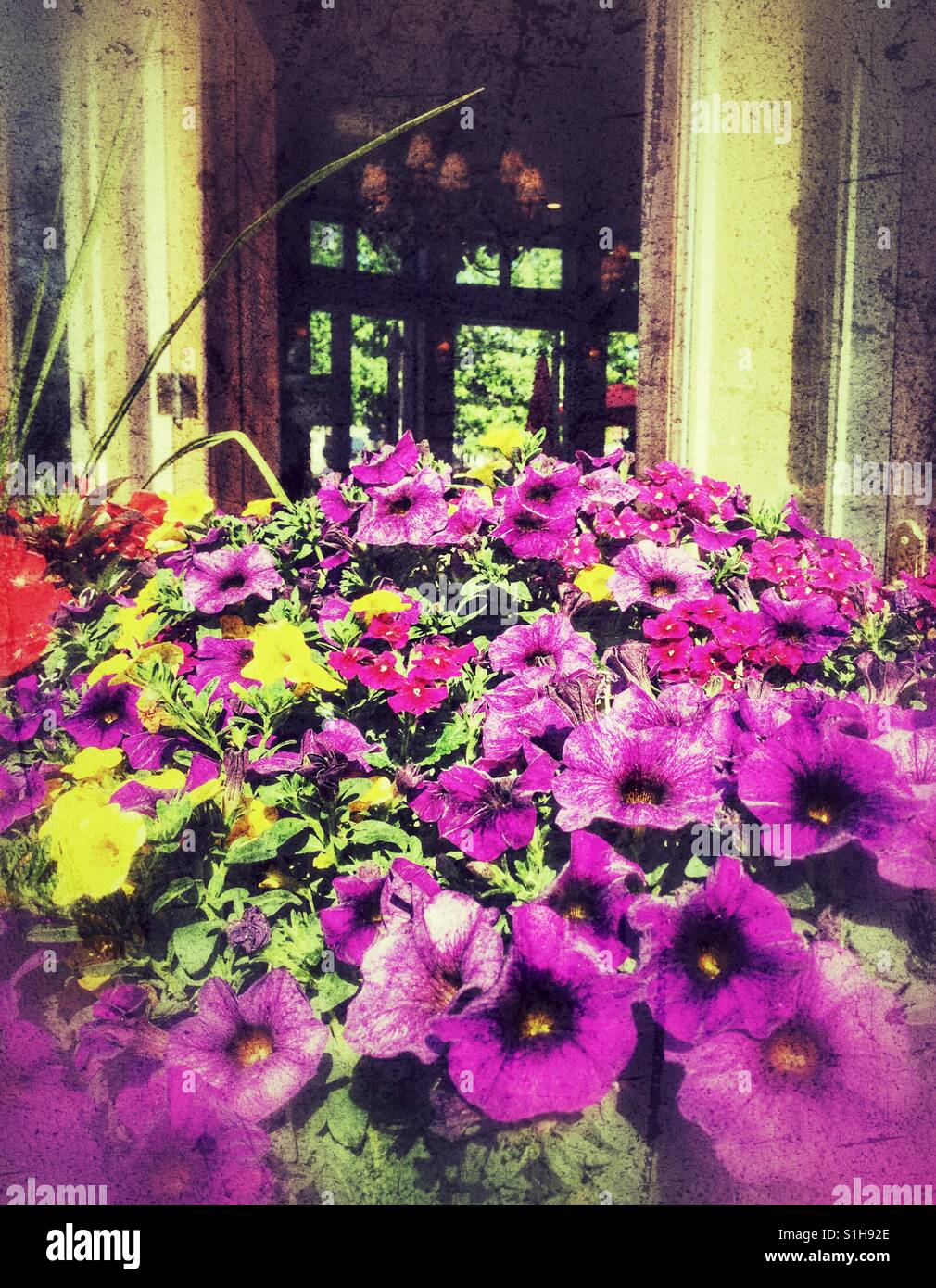 Flower box in front of a restaurant Stock Photo - Alamy