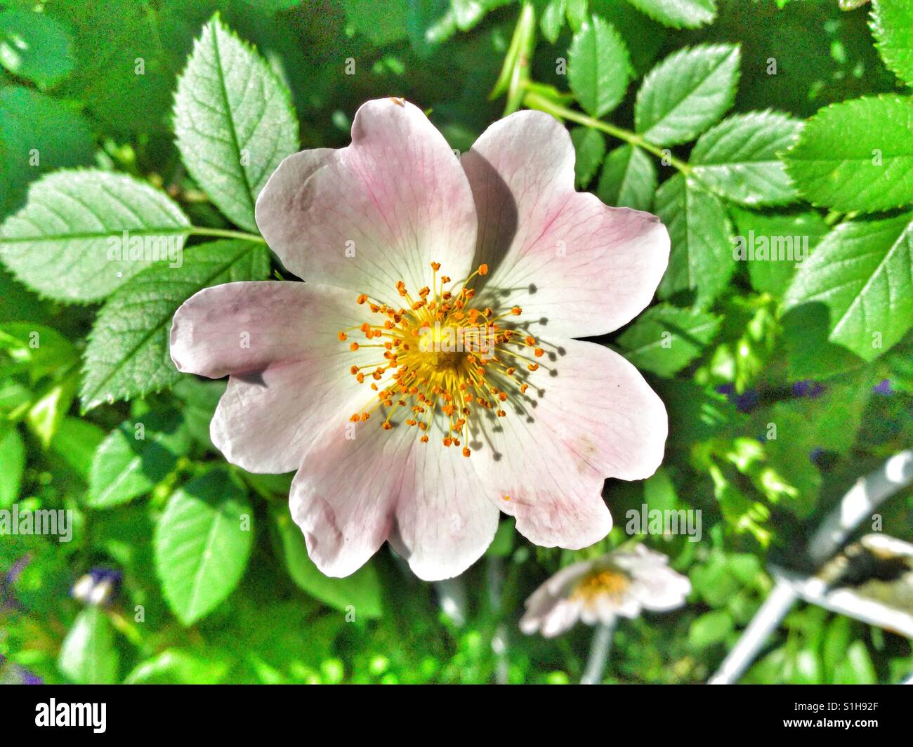 Single pink flower Stock Photo - Alamy