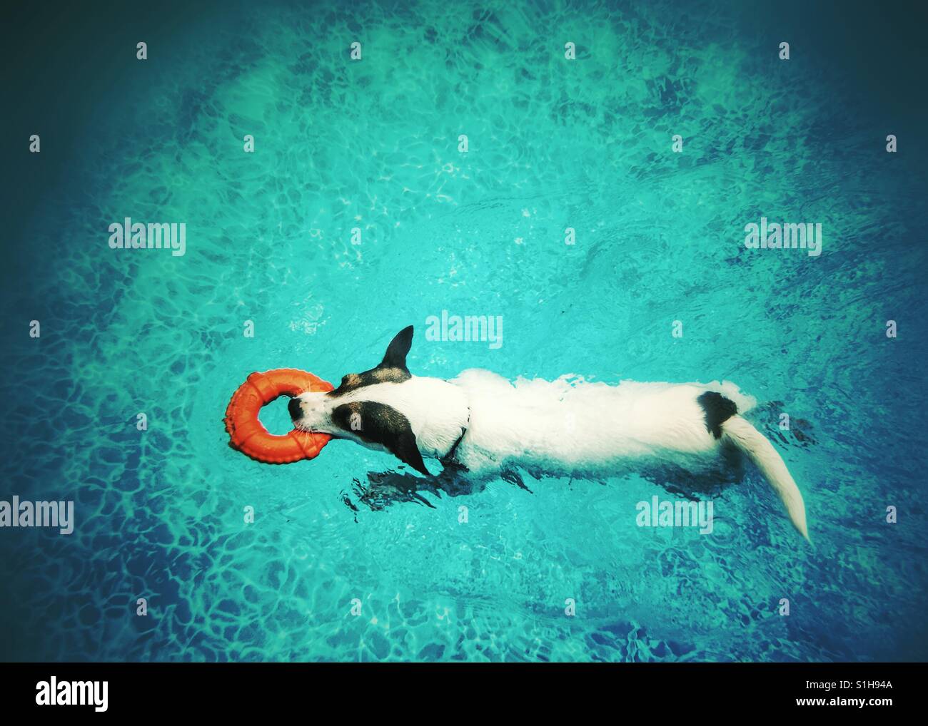 Dog swimming with a toy lifesaver ring Stock Photo - Alamy