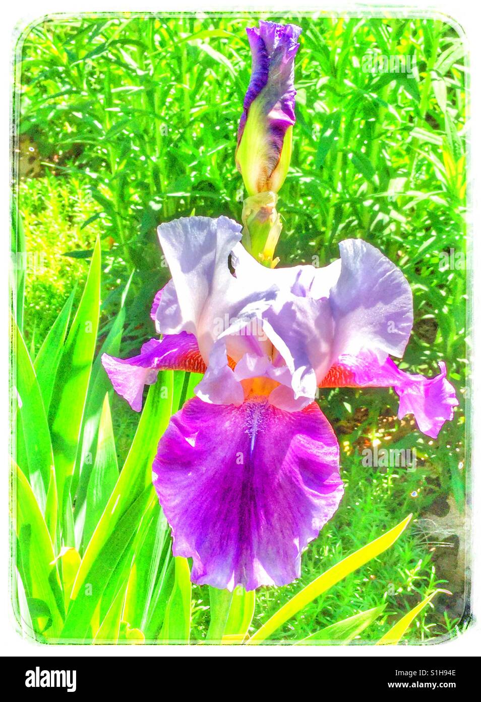 Purple And White Iris High Resolution Stock Photography and Images - Alamy