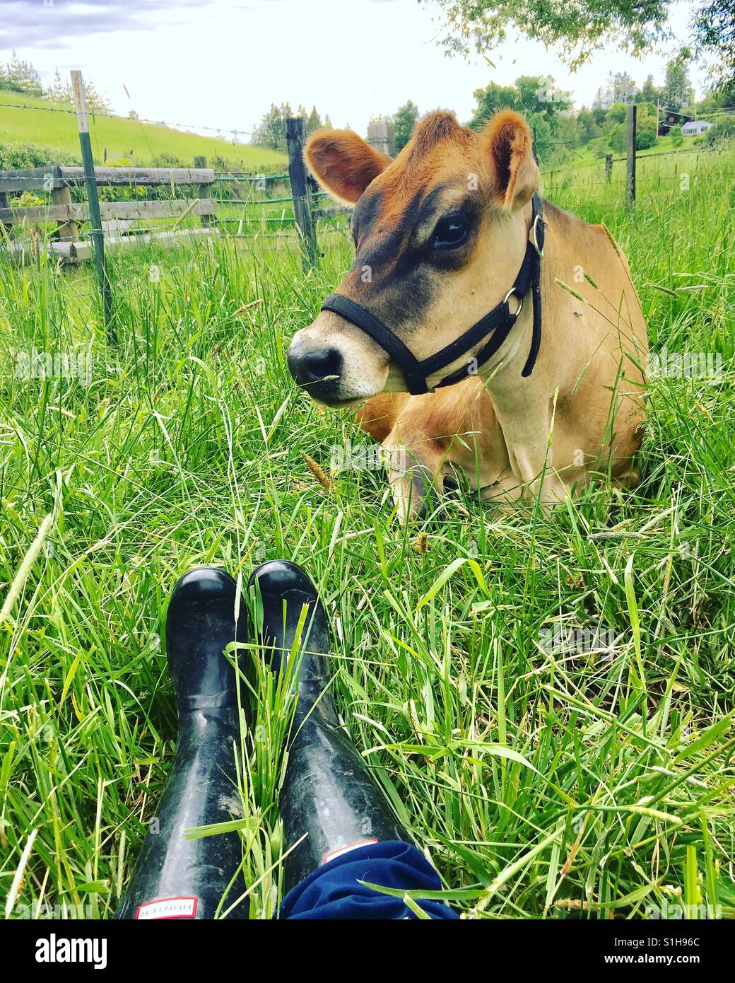 Cow friends hi-res stock photography and images - Alamy