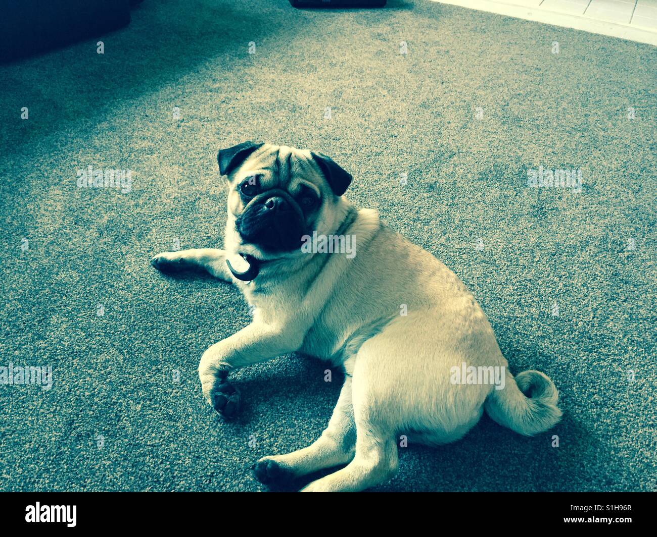 Frank the pug hi-res stock photography and images - Alamy