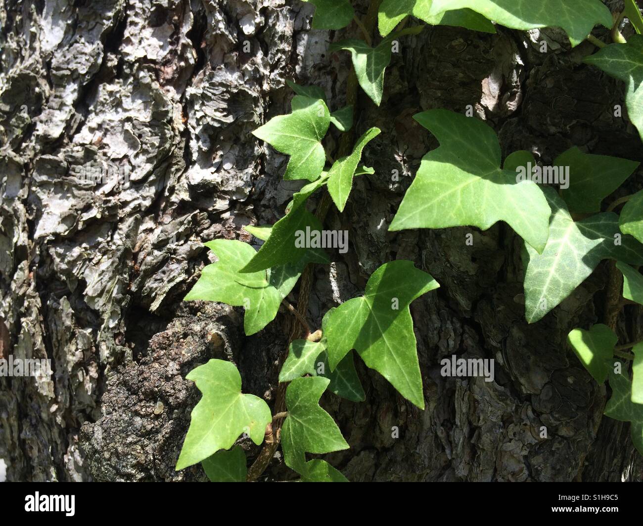 Vines on a tree hi-res stock photography and images - Alamy