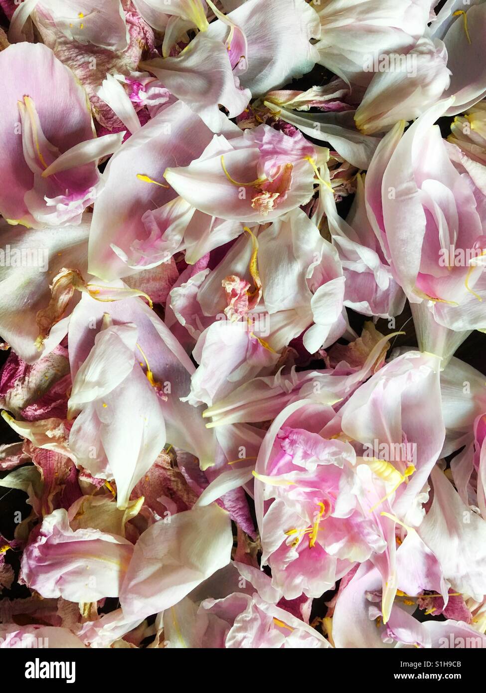 Fallen petals from peonies flowers Stock Photo - Alamy