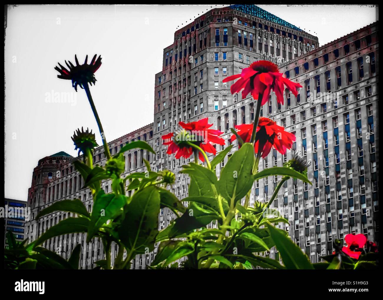 Echinacea salsa red flower decorating Chicago on a gloomy day Stock ...