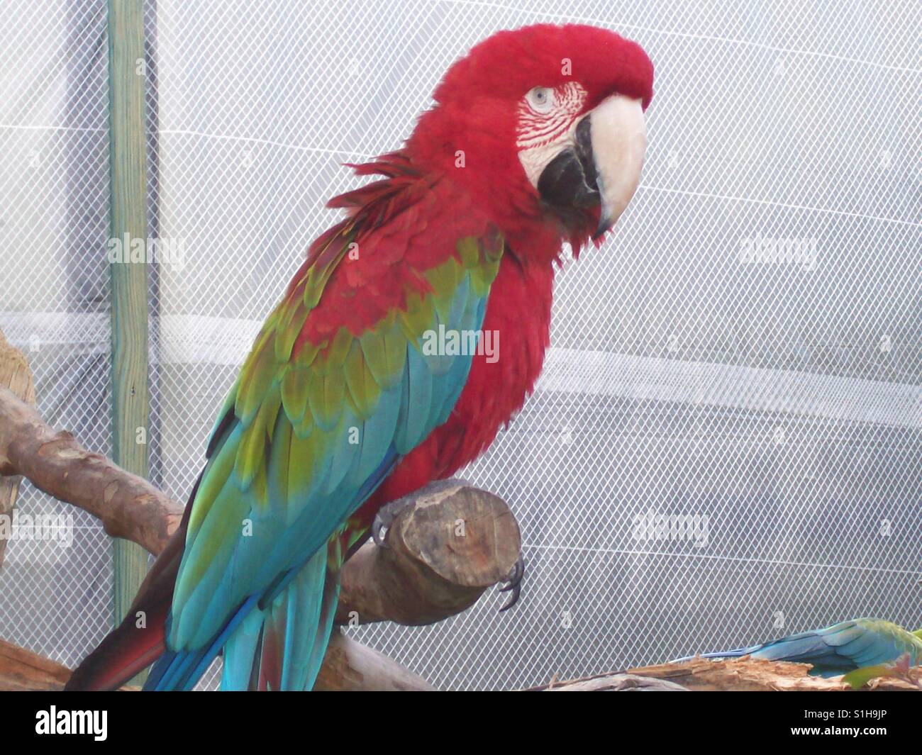 Squawk Parrot High Resolution Stock Photography and Images - Alamy