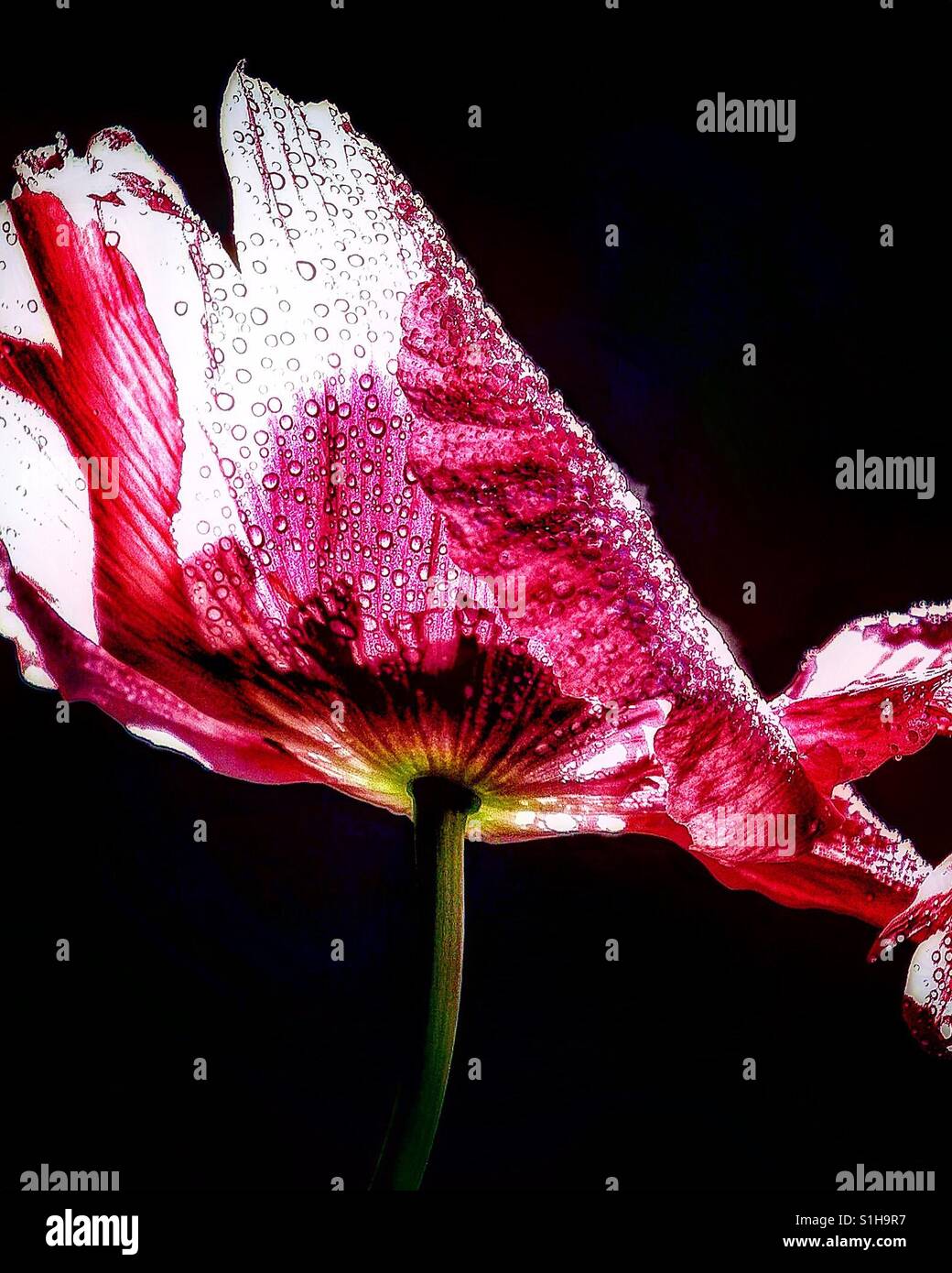 Faded poppy with dew Stock Photo - Alamy
