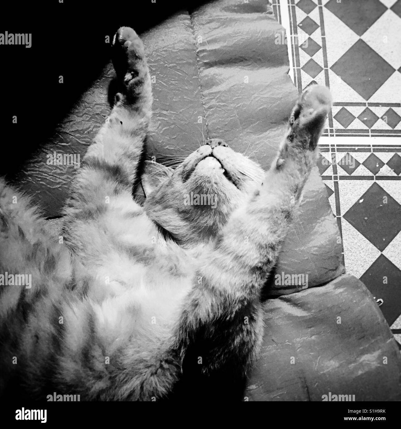 Cat Roll High Resolution Stock Photography and Images - Alamy