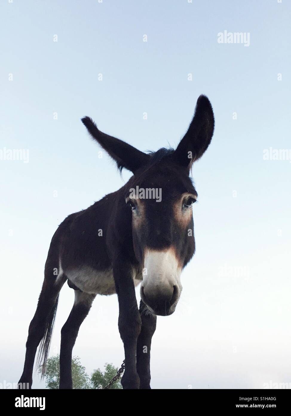 Donkey nose hi-res stock photography and images - Alamy