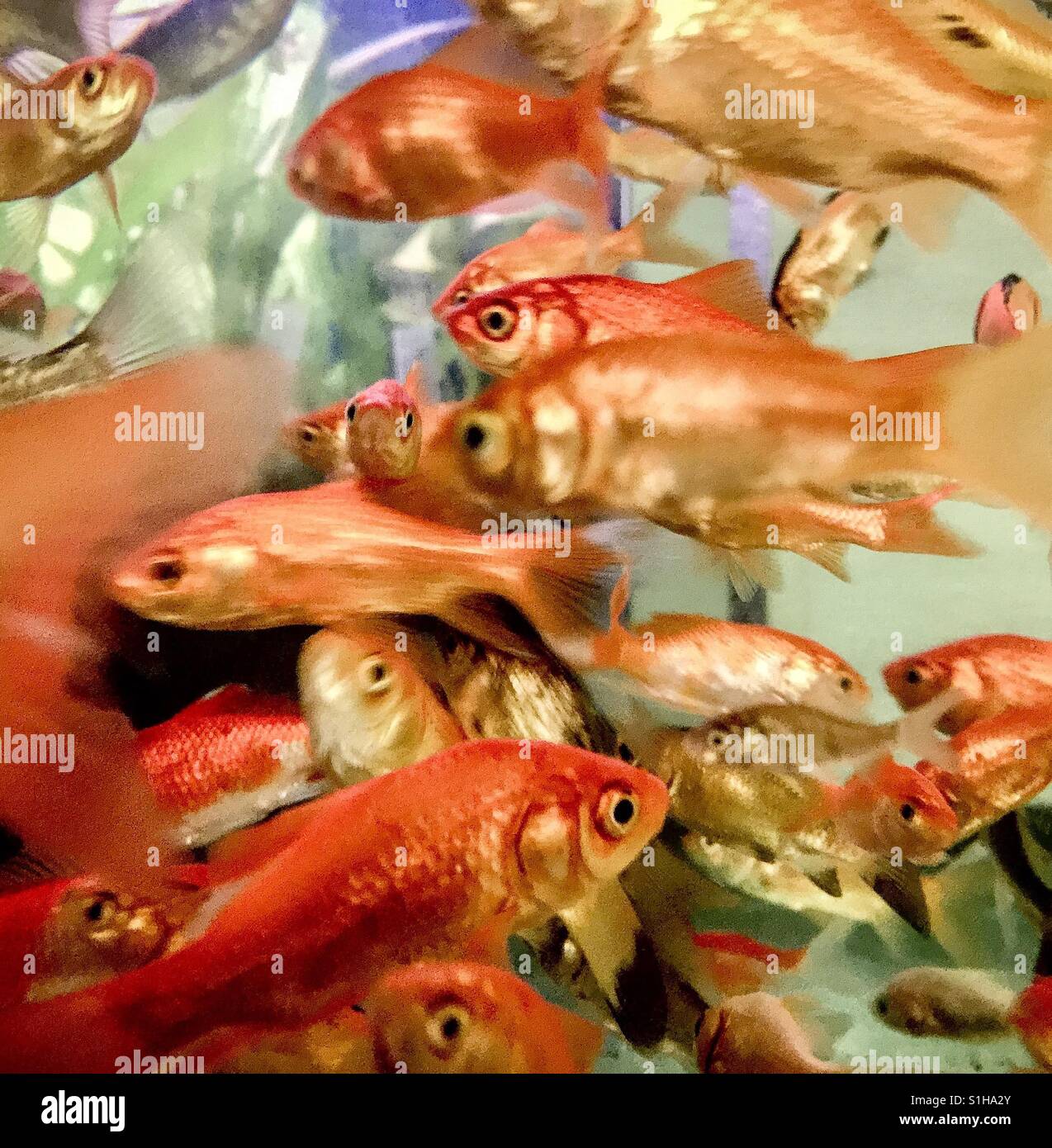 Goldfish in a crowded aquarium underwater Stock Photo - Alamy