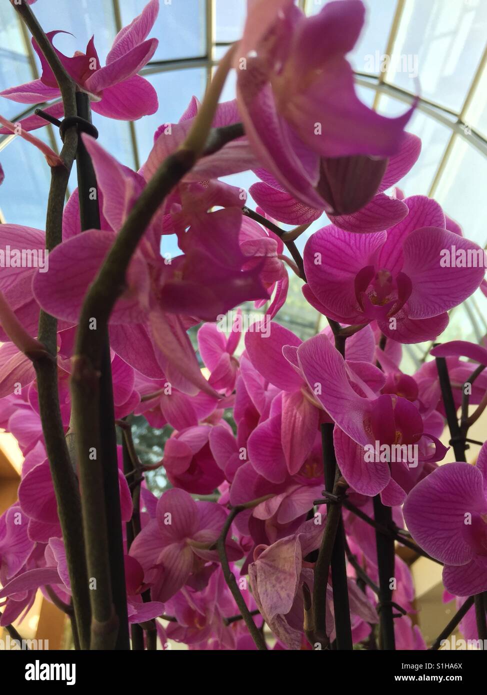 Orchid conservatory hi-res stock photography and images - Alamy