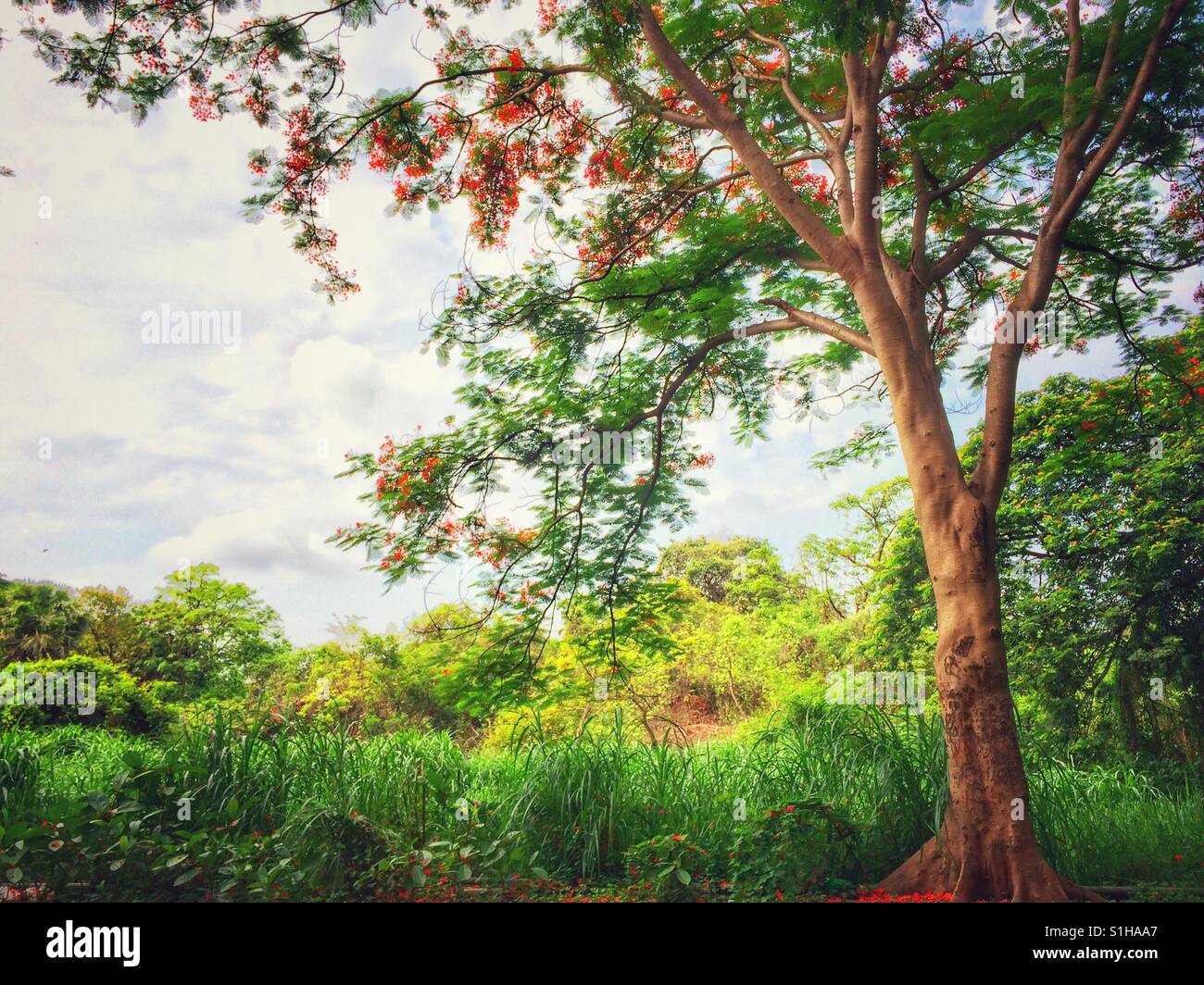 Magical spells of morning sunlight made the scene almost dreamy Stock ...