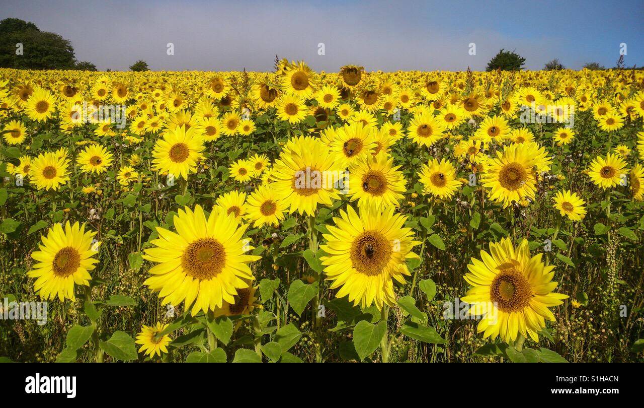 Sunflower field, Cornwall, UK. Pic by Paul Slater Images Ltd Stock ...