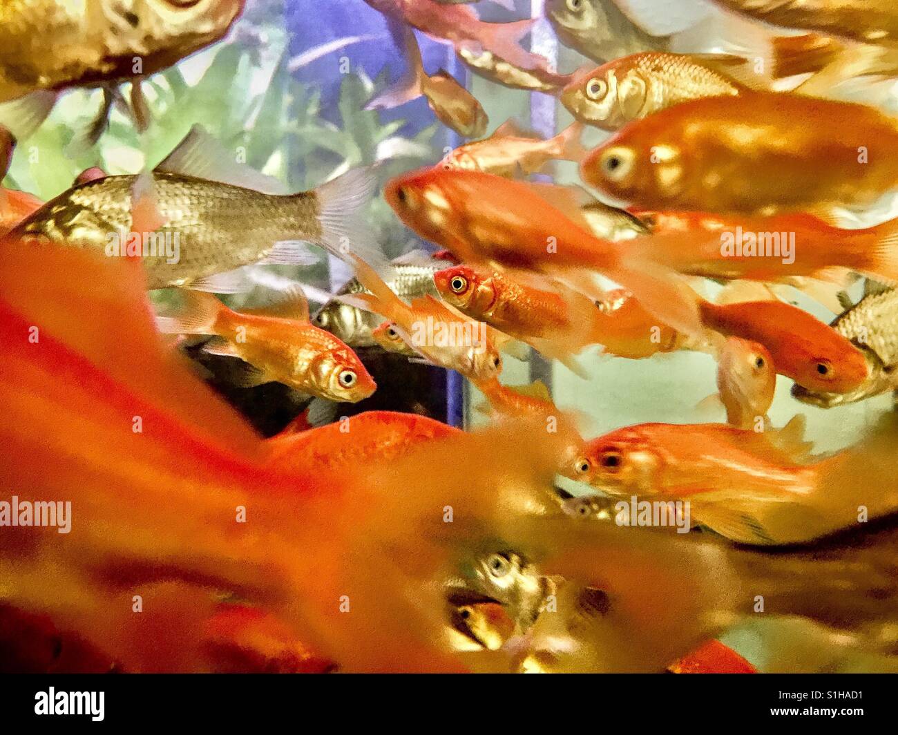 Goldfish in a crowded aquarium underwater Stock Photo - Alamy
