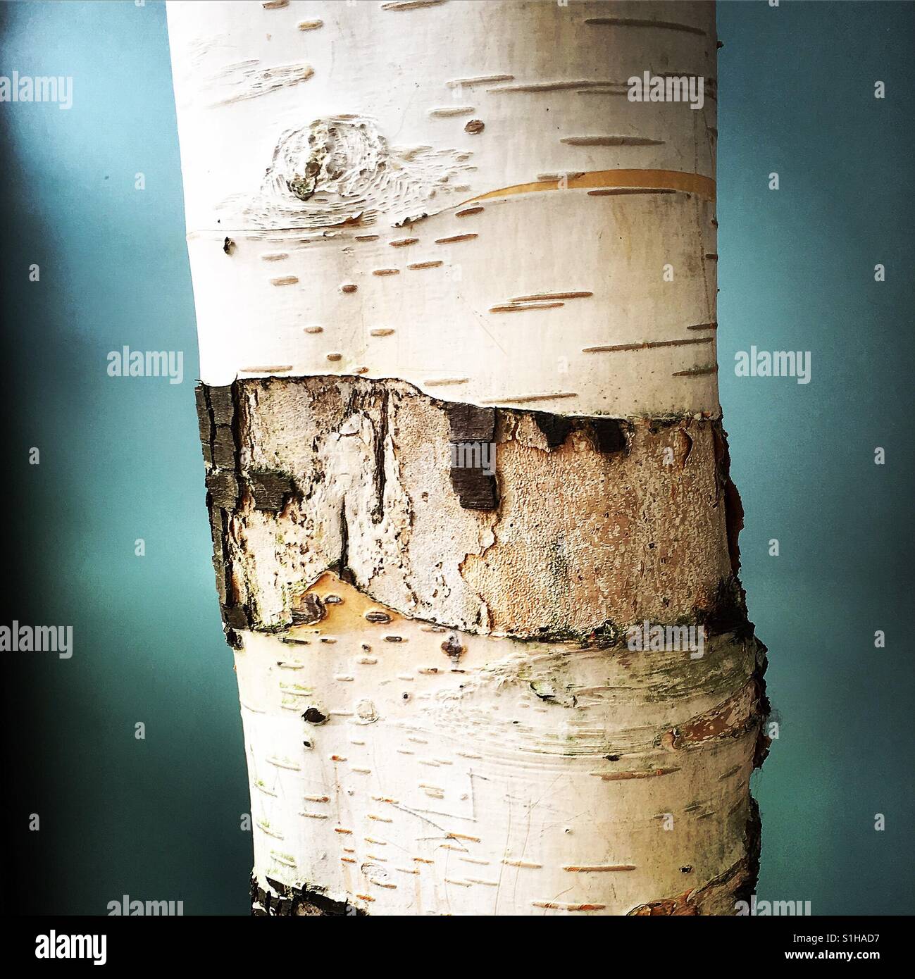 Silver birch bark hi-res stock photography and images - Alamy