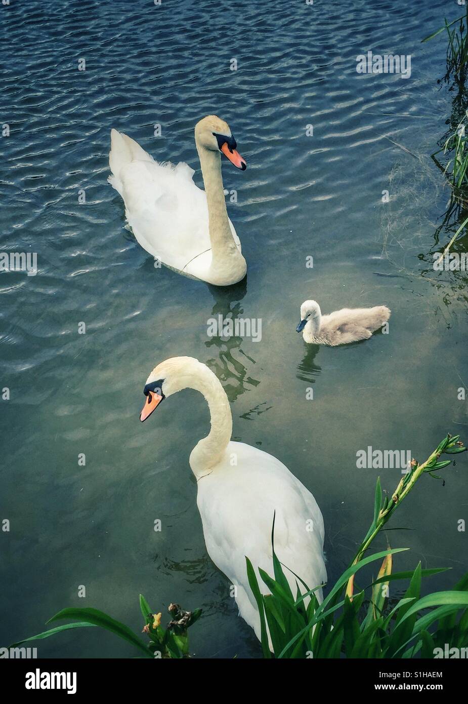 Swan family hi-res stock photography and images - Alamy