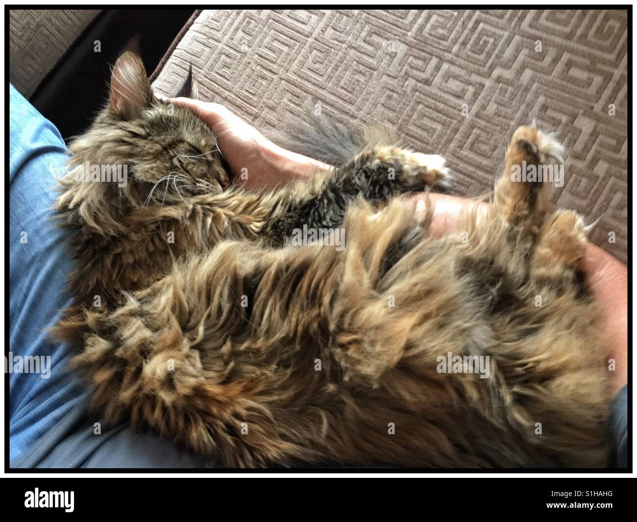 Mainecoon cat hi-res stock photography and images - Alamy
