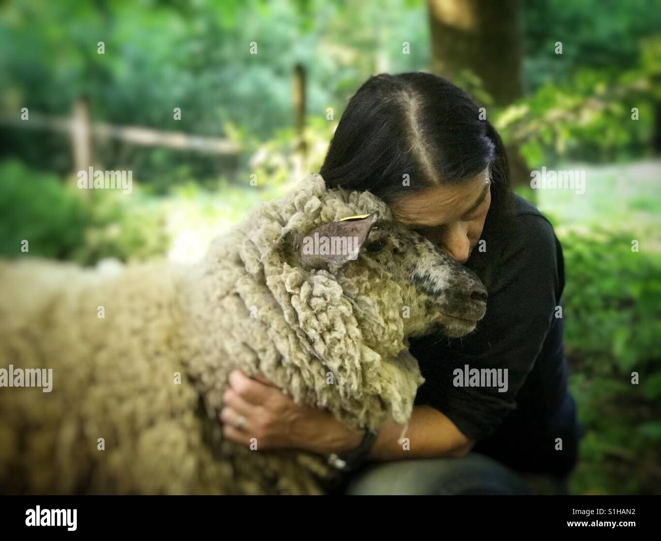 Animal love sheep hi-res stock photography and images - Alamy