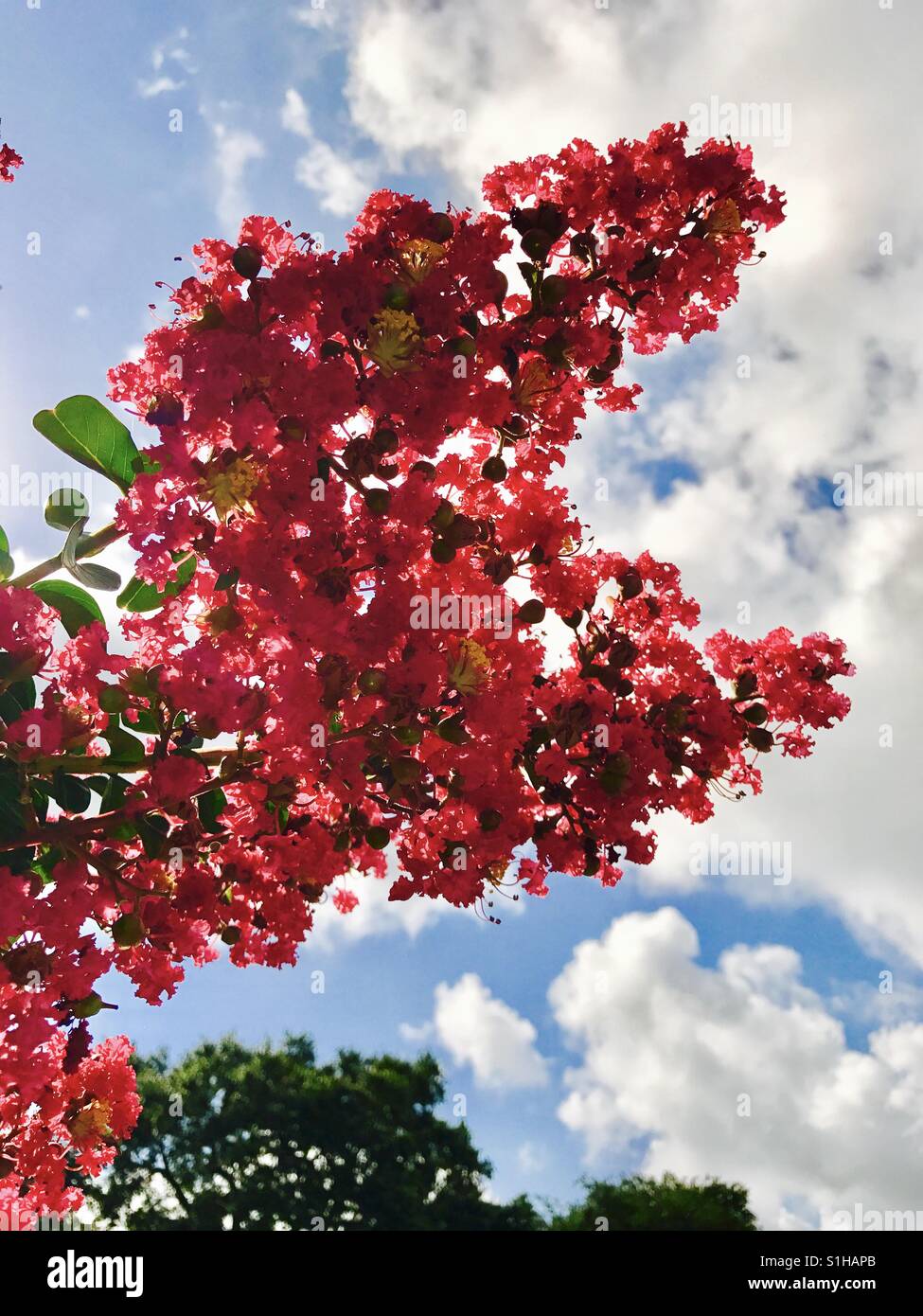 Crepe myrtle hi-res stock photography and images - Alamy