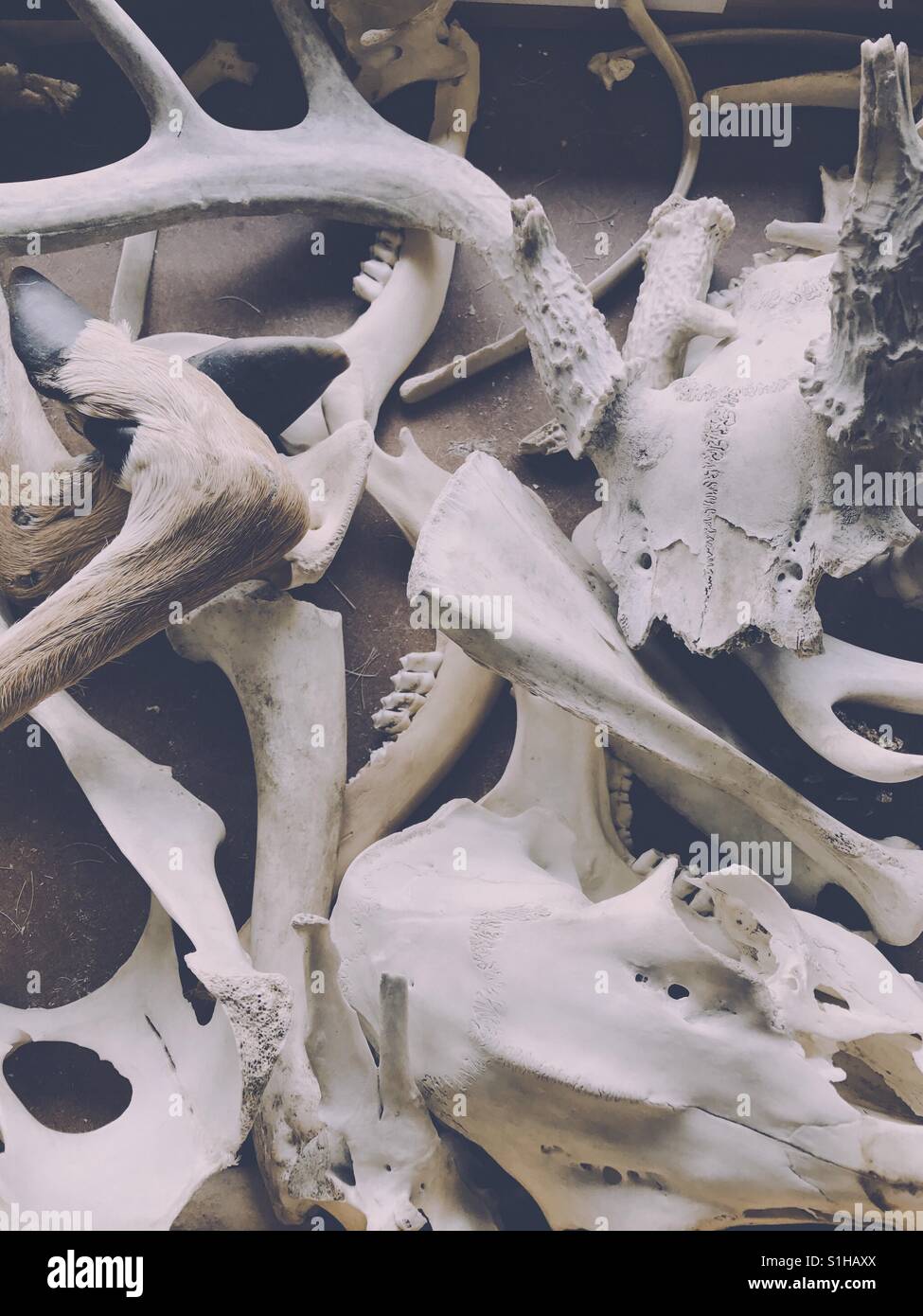 Deer jaw bones hi-res stock photography and images - Alamy