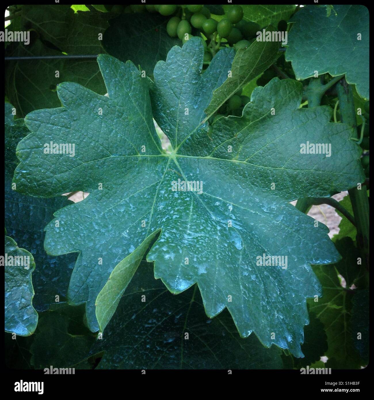A blue deposit on Syrah grapevine leaves from the traditional "Bordeaux ...