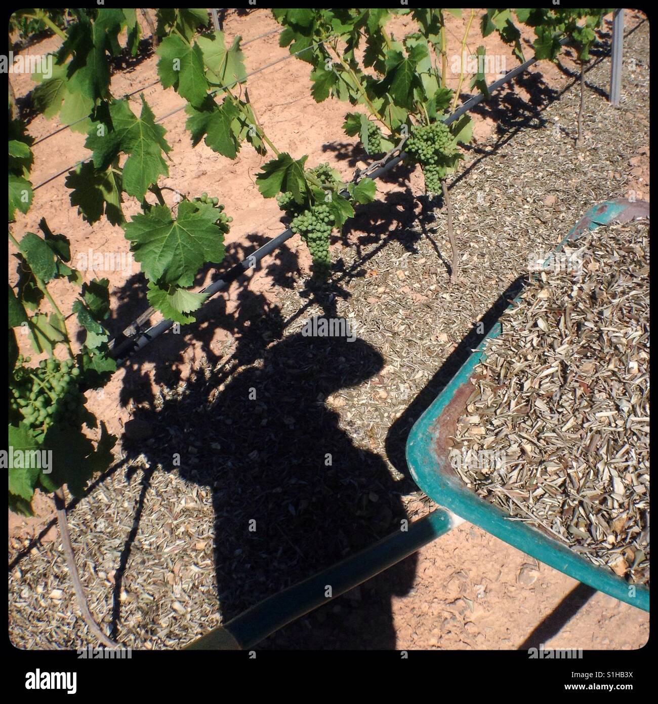 Conservation of wines hi-res stock photography and images - Alamy