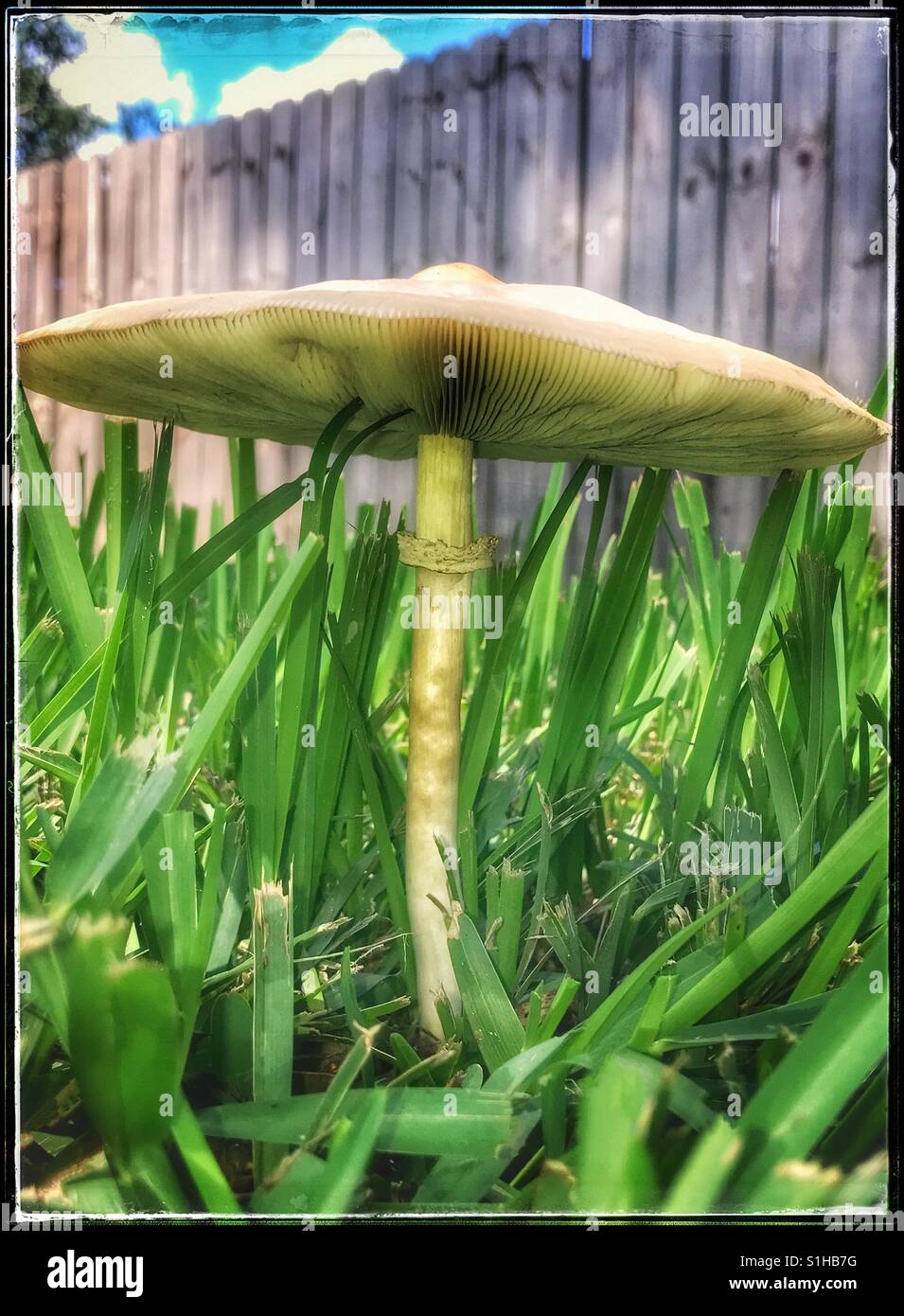 Backyard mushroom sprouting in green grass Stock Photo - Alamy