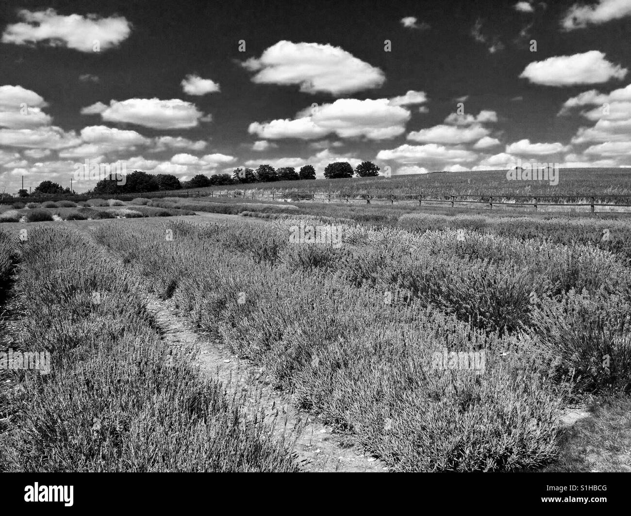 Black and white farm field Black and White Stock Photos & Images - Alamy