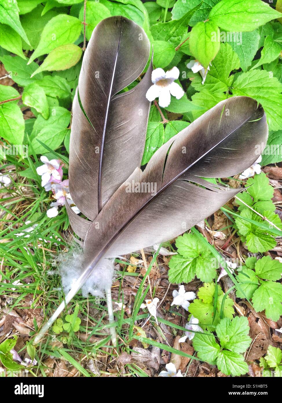 Goose feathers hi-res stock photography and images - Alamy