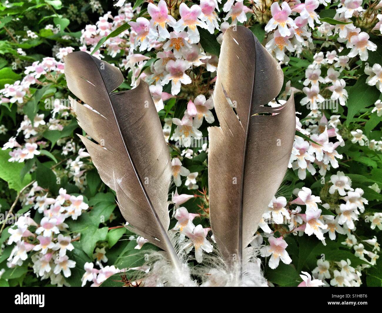 Delicate feathers hi-res stock photography and images - Alamy
