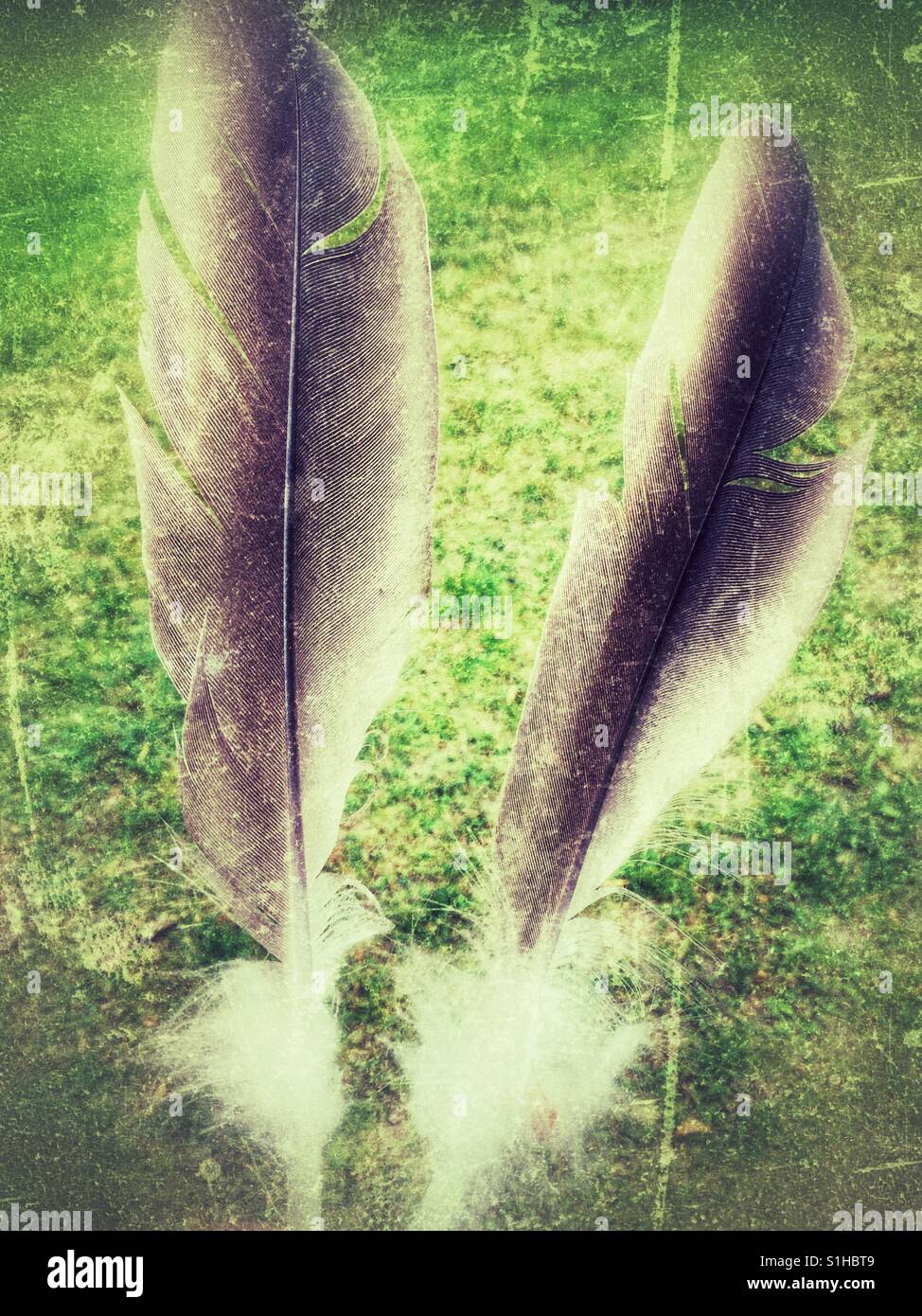 Two Feathers High Resolution Stock Photography and Images - Alamy