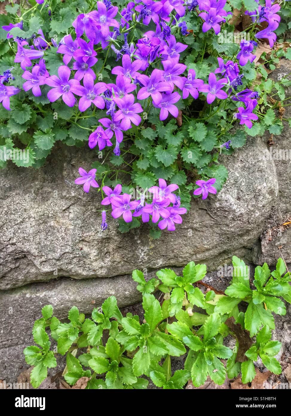 Flowers growing between rocks Stock Photo - Alamy