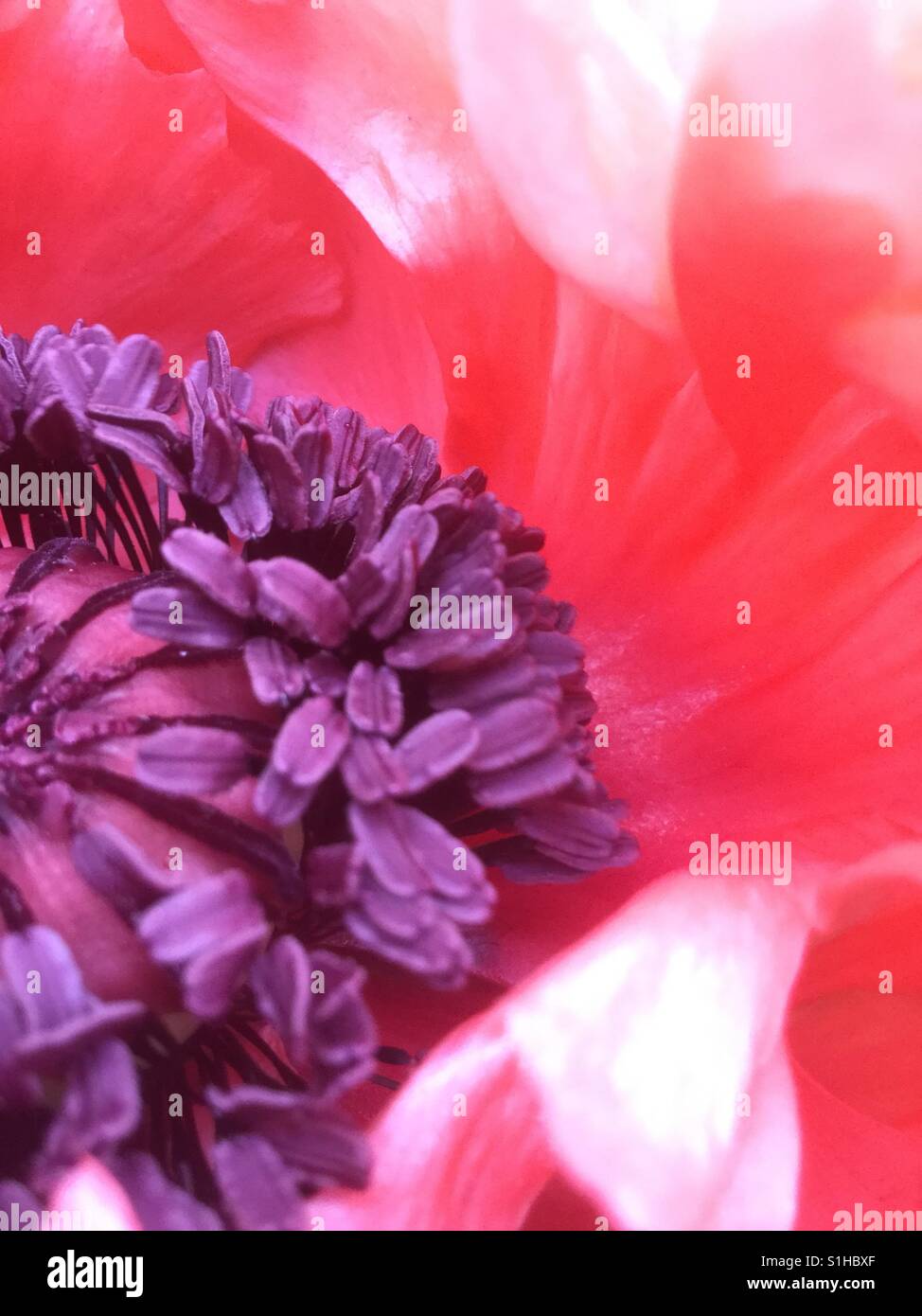 Red pink purple open hi-res stock photography and images - Alamy