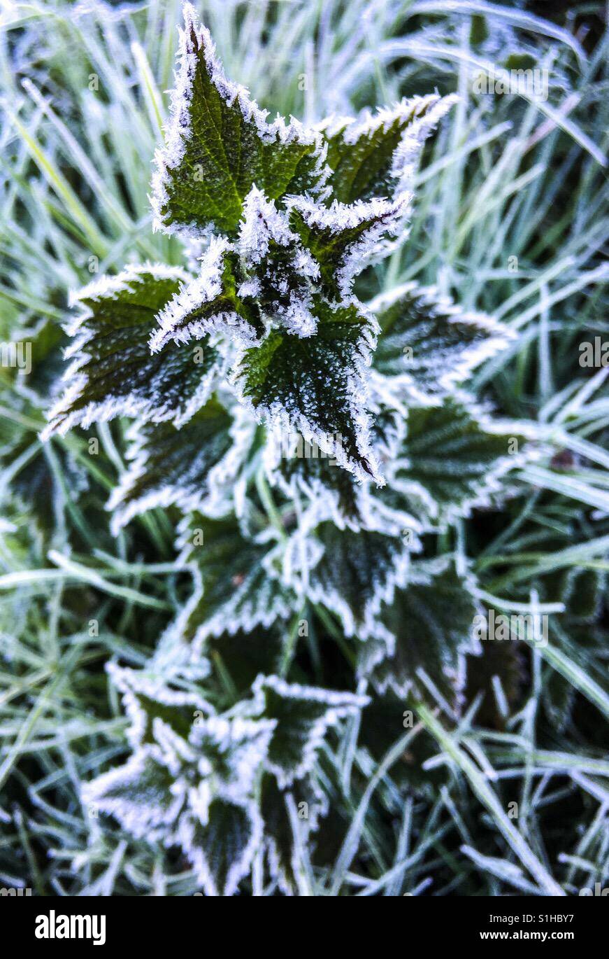 Early morning frosted nettles Stock Photo - Alamy